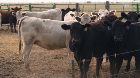 White Black Cows Mating Middle Cattle Stock Footage Video (100% Royalty ...