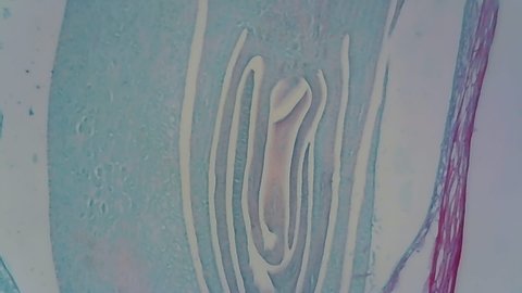 Microscope Plants Seed Zea Mays 1200x Stock Footage Video (100% Royalty ...