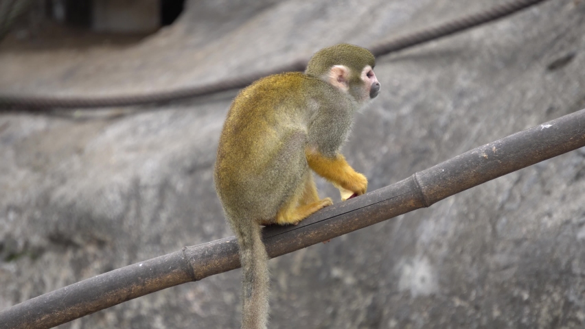 Monkey Apple Tree Stock Video Footage - 4K and HD Video Clips ...