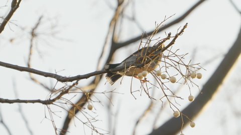 Bird poop Stock Video Footage - 4K and HD Video Clips | Shutterstock