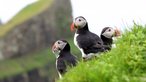 Atlantic Puffins On Mykines Faroe Islands Stock Footage Video 100