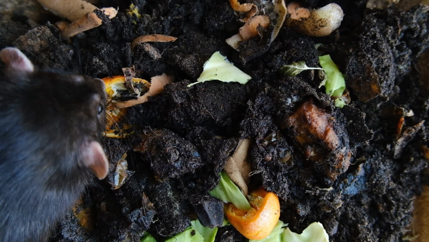 Rotten Rat Stock Video Footage - 4K and HD Video Clips | Shutterstock