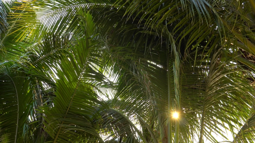Coconut Palm Tree Shade Stock Video Footage - 4K and HD Video Clips ...