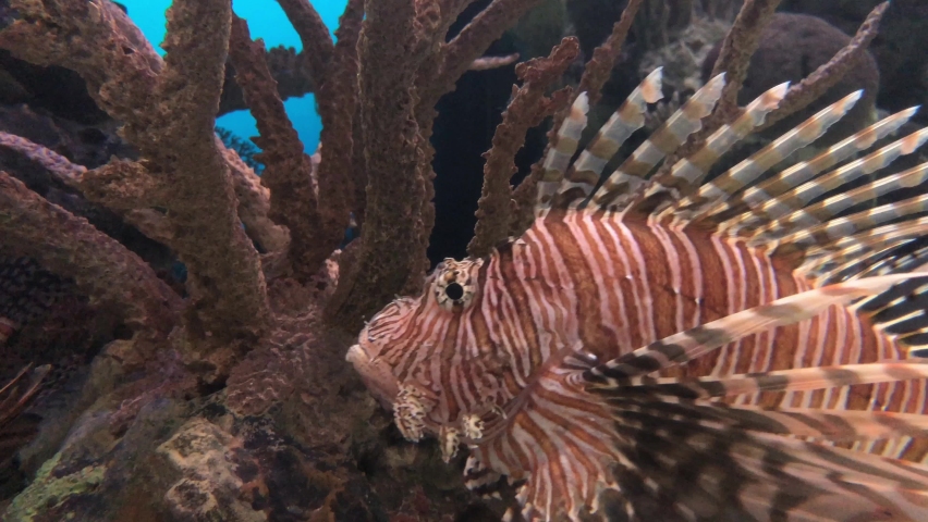 Lionfish Swimming Giant Aquarium Stock Footage Video (100% Royalty-free ...