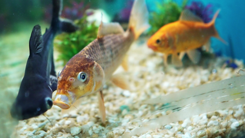 Amoeba Stock Footage ~ Royalty Free Stock Videos | Pond5