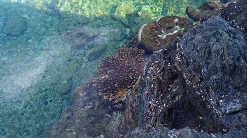 Tsukasaki Tide Pools On Yakushima Coral Stock Footage Video (100% ...