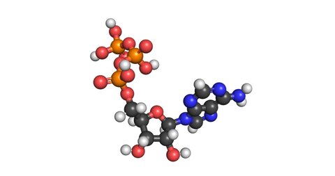 Adenosine Triphosphate Atp Molecule 3d Render Stock Footage Video (100% Royalty-free) 1070947789 ...