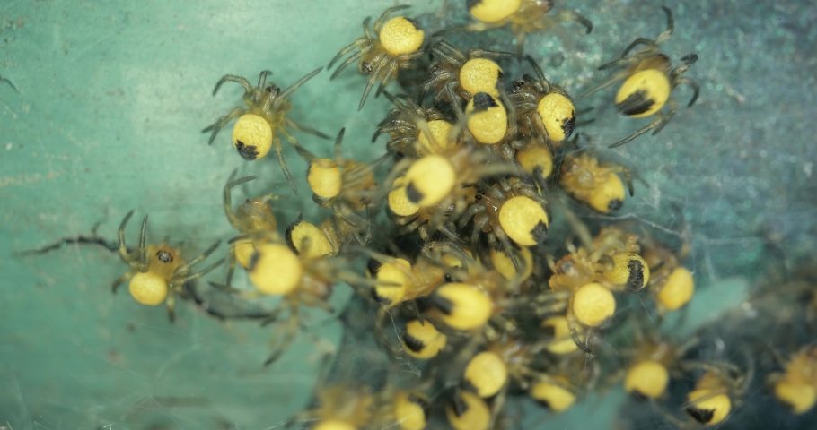 cluster baby spiders european garden spider Stock Footage Video (100% ...