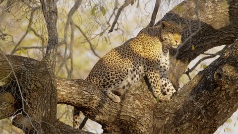 Wide Shot Male Leopard Turning Around Stock Footage Video (100% Royalty ...