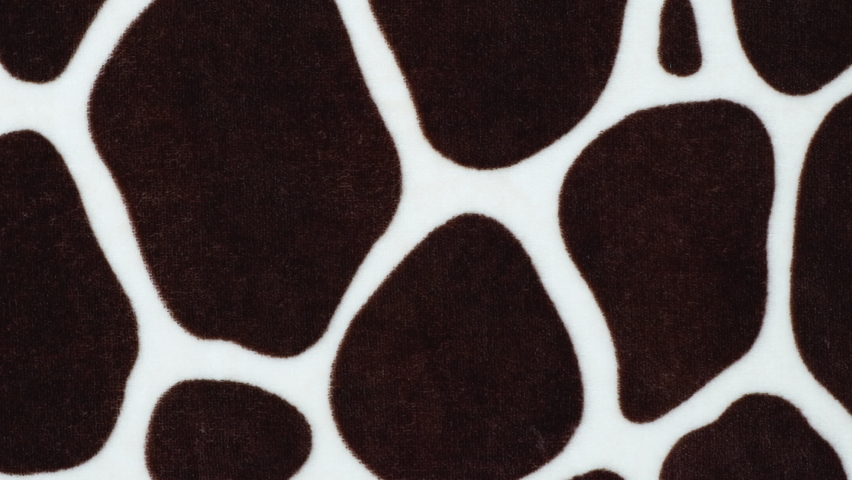 Cow hide texture Stock Video Footage - 4K and HD Video Clips | Shutterstock