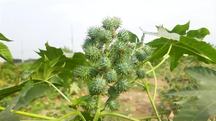 Green Castor Seed Stock Video Footage - 4K and HD Video Clips ...