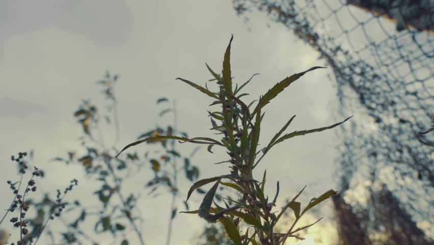 Marijuana plants border Stock Video Footage - 4K and HD Video Clips ...