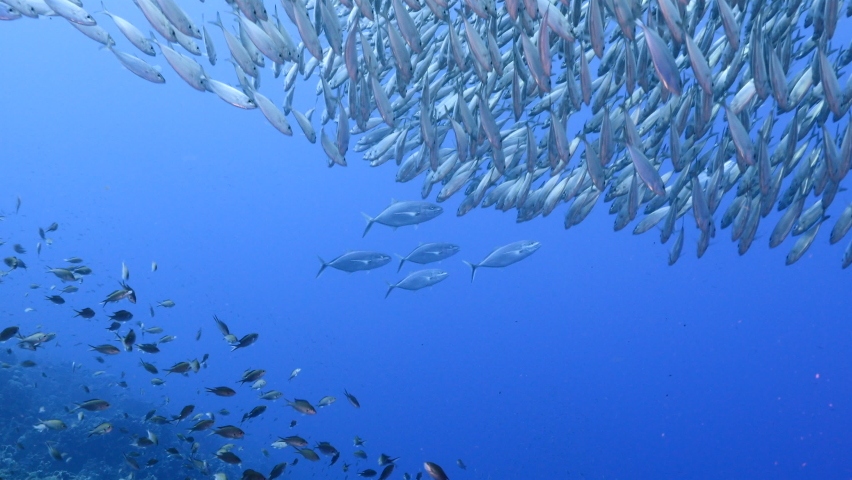 Hunting Jacks Bait Ball School Fish Stock Footage Video (100% Royalty ...