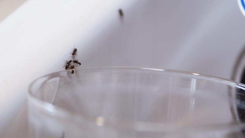 Ant in kitchen Stock Video Footage - 4K and HD Video Clips | Shutterstock