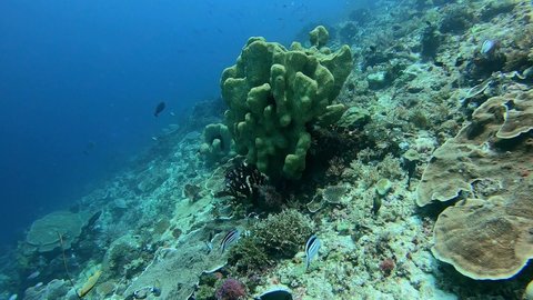 Sea Sponge Strange Shape Stock Footage Video (100% Royalty-free ...