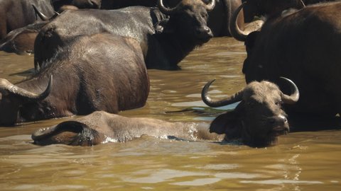 The water buffalo Stock Video Footage - 4K and HD Video Clips ...