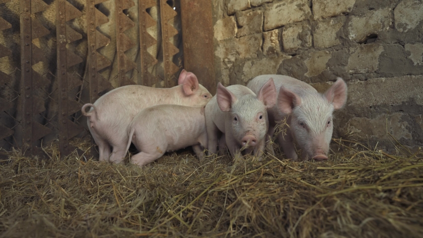 Four Pigs Stock Video Footage - 4K and HD Video Clips | Shutterstock