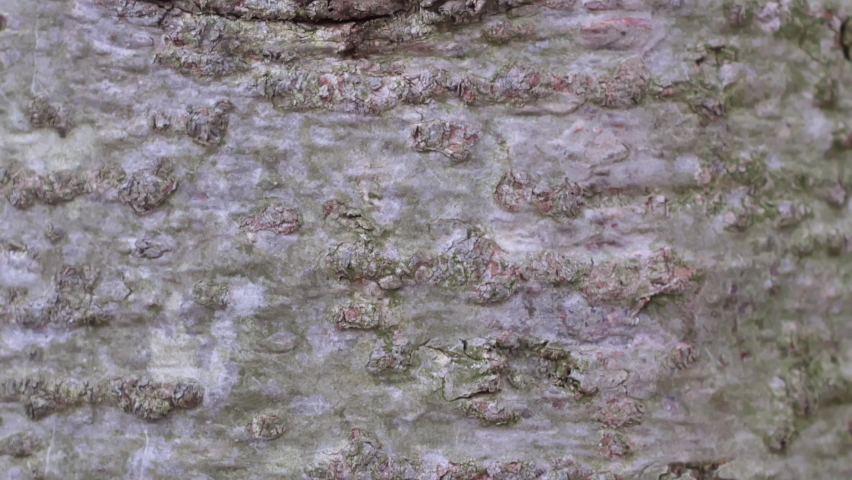 Wood Nodes Stock Video Footage - 4K and HD Video Clips | Shutterstock