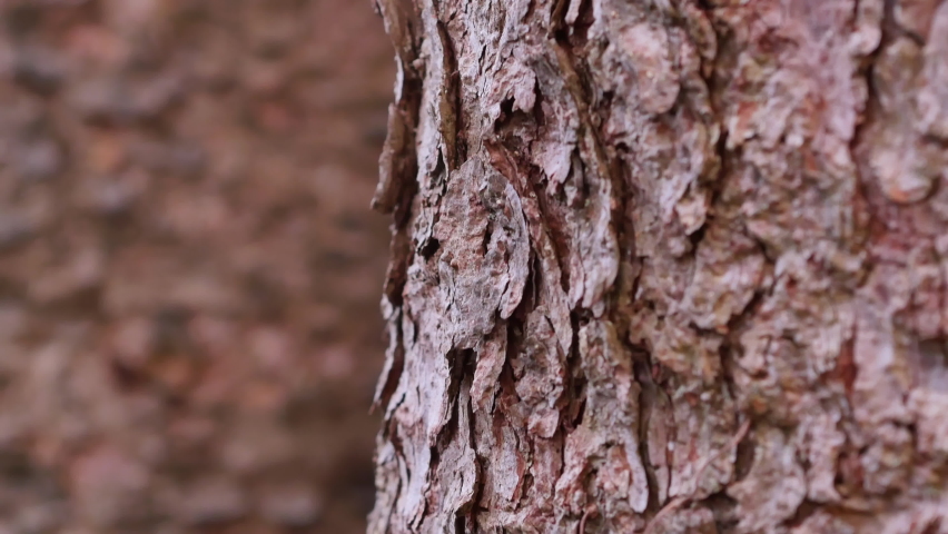 Tamarack Tree Stock Video Footage - 4K and HD Video Clips | Shutterstock