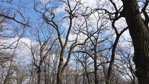 Forest Trees Without Leaves During Day Stock Footage Video (100% ...