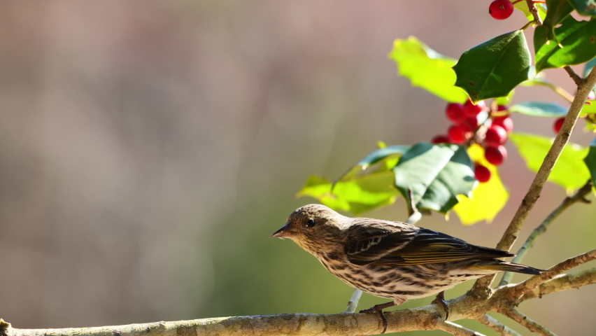 Pine Siskin on branch image - Free stock photo - Public Domain photo ...