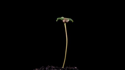 Cannabis Growth Time Lapse On Black Stock Footage Video (100% Royalty ...