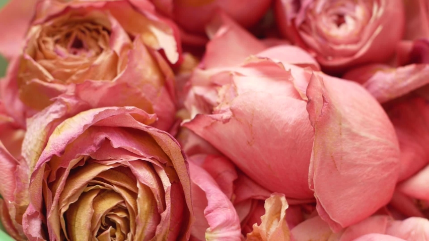 Close up of Dying Pink Stock Footage Video (100% Royalty-free ...