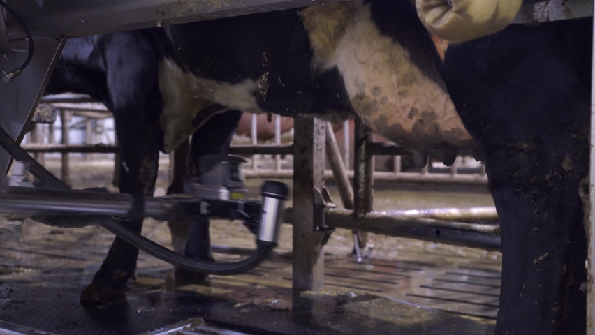 milk pump extracting cow's udder milking Stock Footage Video (100% ...