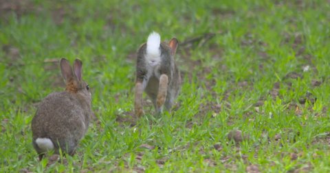 Wild Rabbits Hopping Through Rows Young Stock Footage Video (100% ...