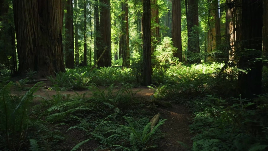 Tropical deciduous forests Stock Video Footage - 4K and HD Video Clips ...