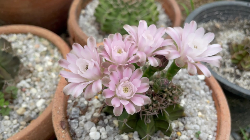 flower heads on cactus planting close Stock Footage Video (100% Royalty ...