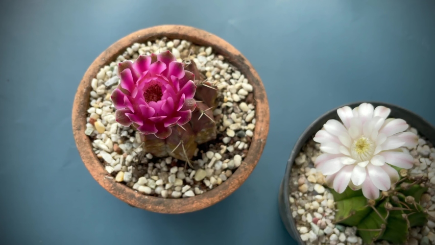 flower heads on cactus planting close Stock Footage Video (100% Royalty ...