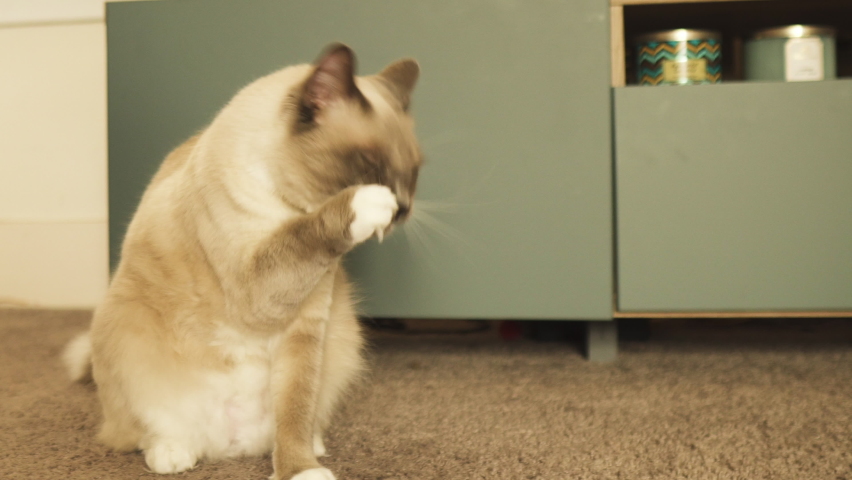 Cats Pointing Paw Stock Video Footage - 4K and HD Video Clips ...