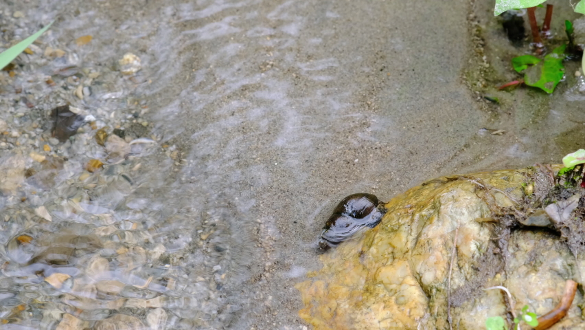 Rice moss Stock Video Footage - 4K and HD Video Clips | Shutterstock
