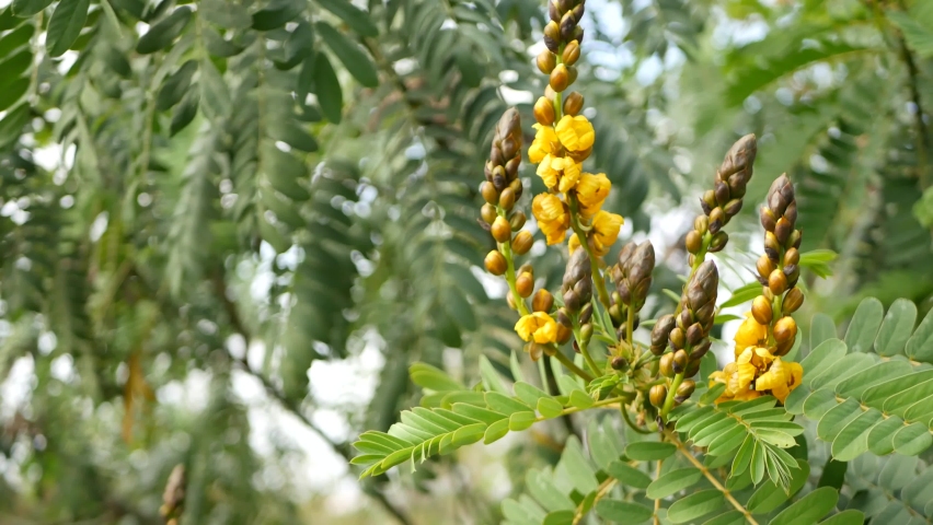 Senna plant Stock Video Footage - 4K and HD Video Clips | Shutterstock