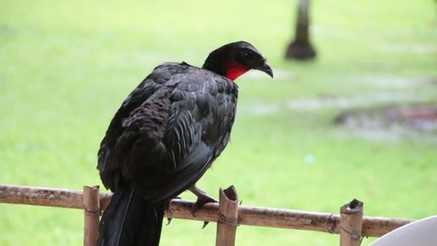 Jacu Scientific Name Penelope Bird Photographed Stock Footage Video ...