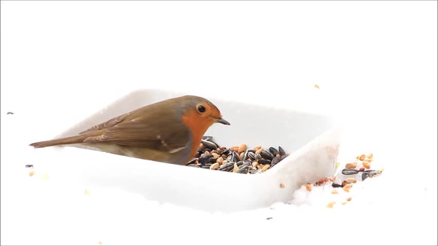 robin bird feeding winter fodder white Stock Footage Video (100% ...