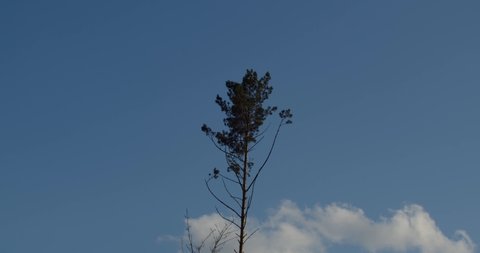 One Tree Left After Deforestation Against Stock Footage Video (100% ...