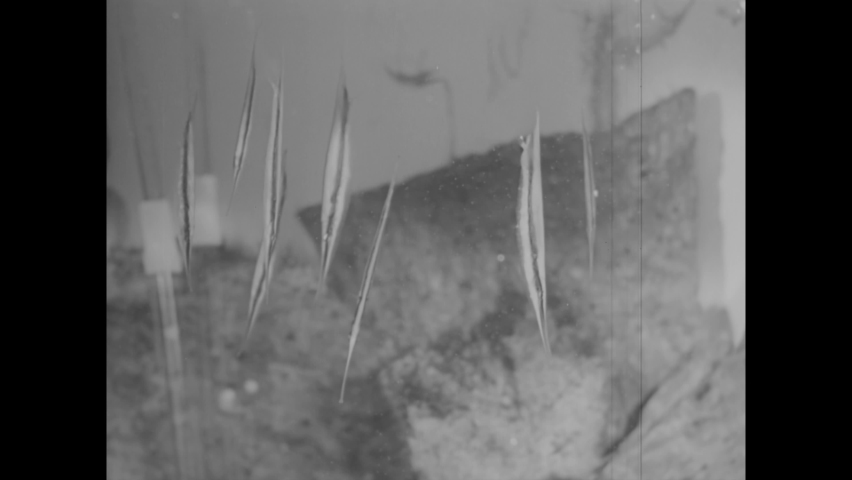 Pincer Fish Stock Video Footage - 4K and HD Video Clips | Shutterstock