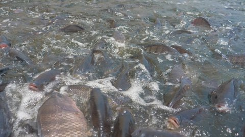Tilapia Fish Waiting Feed Pond Stock Footage Video (100% Royalty-free ...