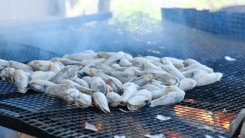 Mussel shell angel Stock Video Footage - 4K and HD Video Clips ...