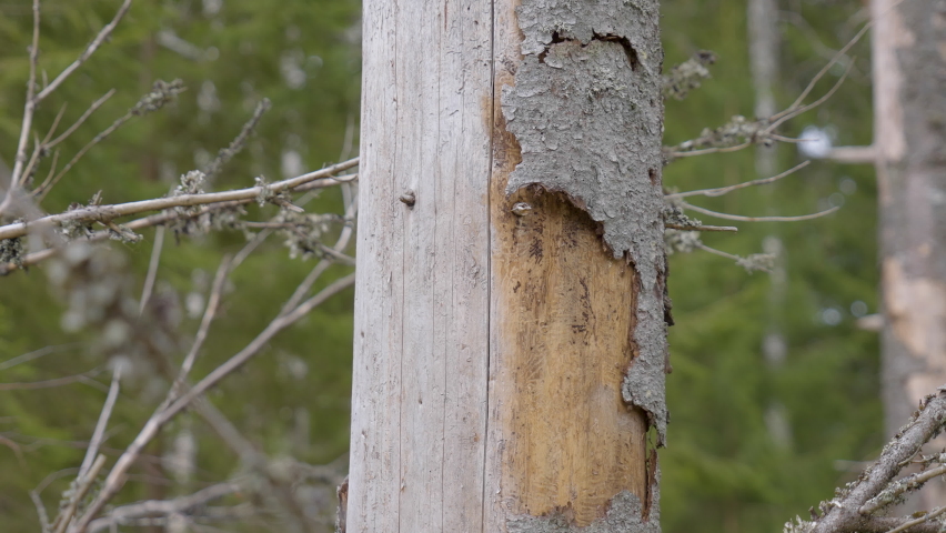 Stack beetle Stock Video Footage - 4K and HD Video Clips | Shutterstock