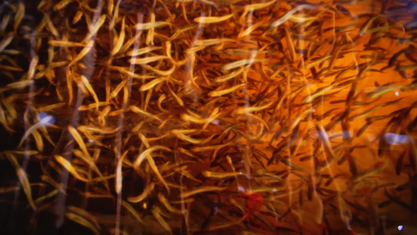 Swimming Tadpole Wallpaper Stock Video Footage - 4K and HD Video Clips ...