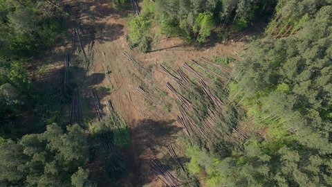 Aerial Tree Lumbering Deforestation Trees Laying Stock Footage Video ...
