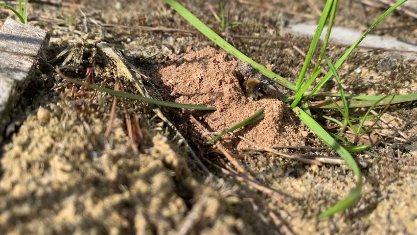 Ground Nesting Bee Stock Video Footage - 4K and HD Video Clips ...