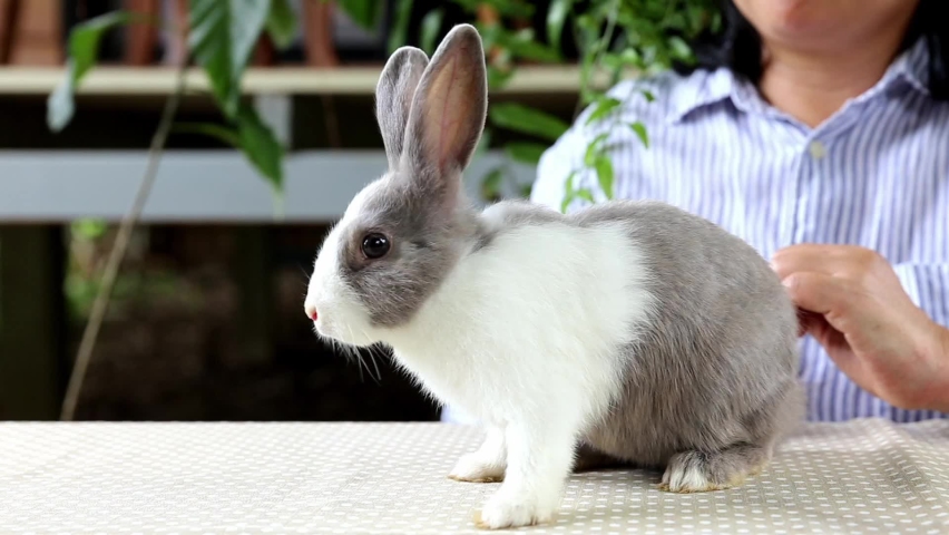 Woman Holding Rabbit Stock Video Footage - 4K and HD Video Clips ...