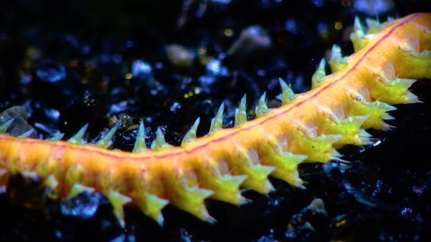 Polychaetes Marine Worms Nereisthe Fauna Black Stock Footage Video (100 ...