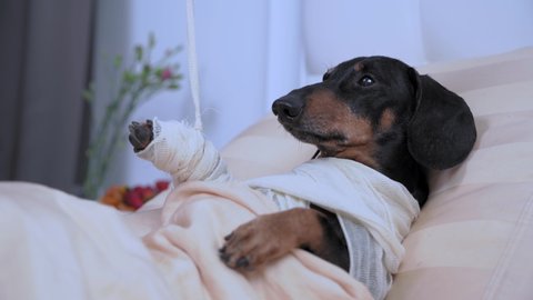 Broken leg Stock Video Footage - 4K and HD Video Clips | Shutterstock