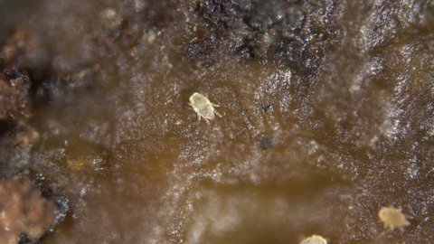 Soil Mites Acaridae Family Under Microscope Stock Footage Video (100% ...
