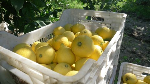 Lemon Farming Agriculture Video Lemon Lime Stock Footage Video (100% ...